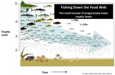 Overfishing: A Current Serious Environmental Problem - Global Waste ...